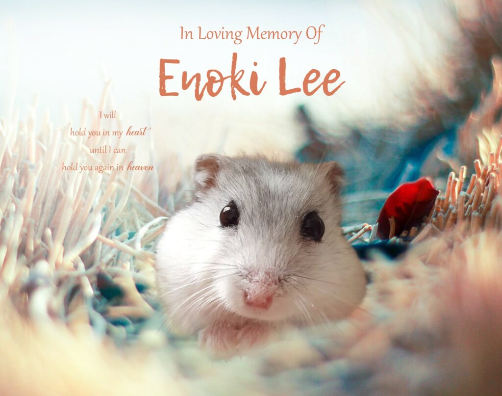 Pet Obituaries – Paws To Heaven